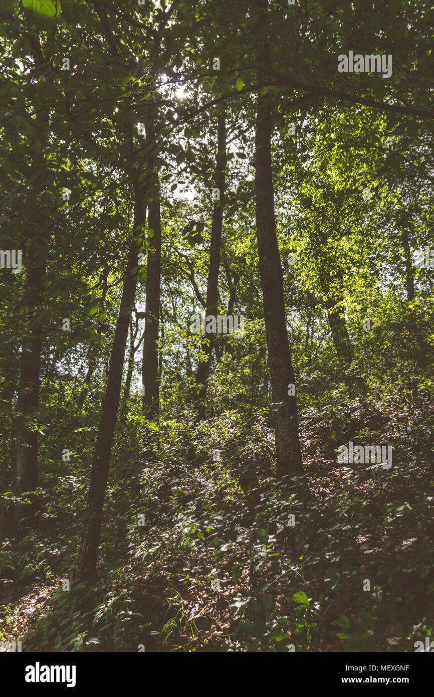 Photograph of some trees in green natural forest Stock Photo - Alamy