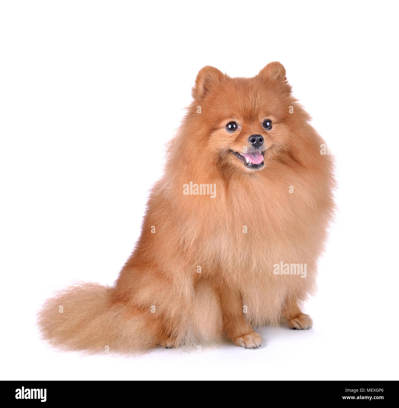 little red dog lying on a white background Stock Photo - Alamy