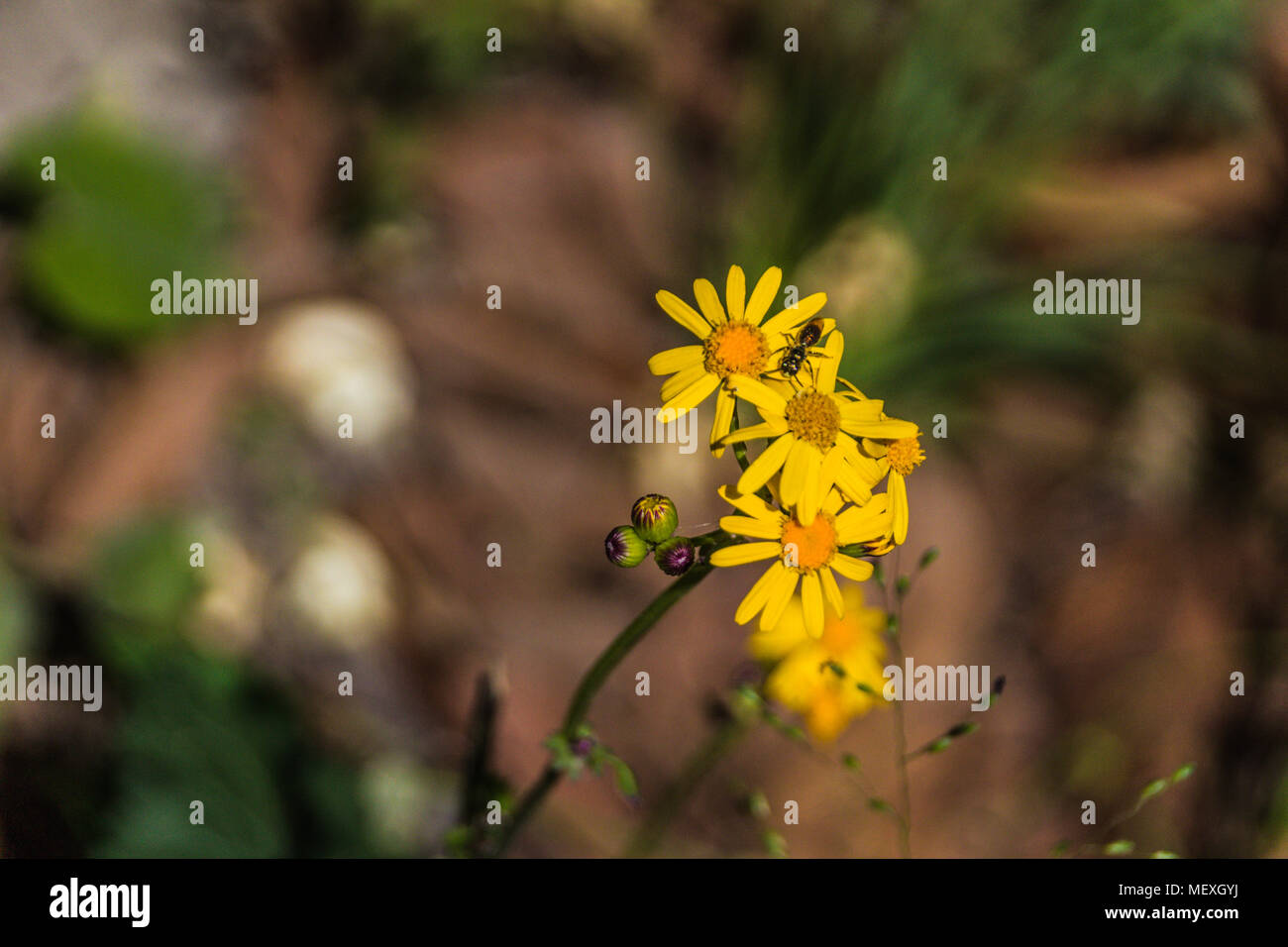 Photograph of a bee and yellow flowers in pollination process Stock ...