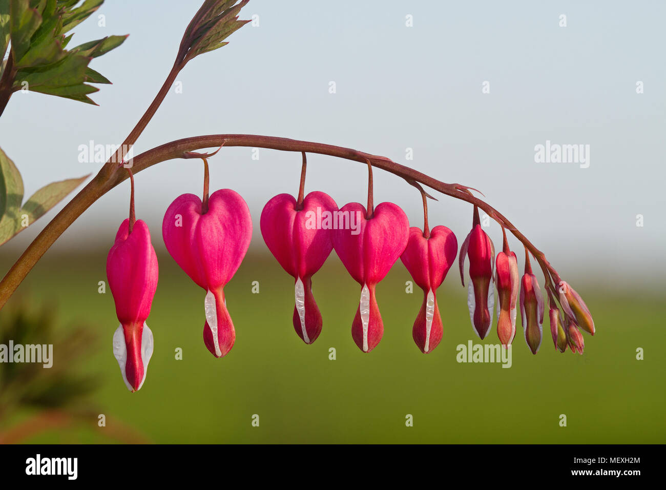 Lady in the bath hi-res stock photography and images - Alamy