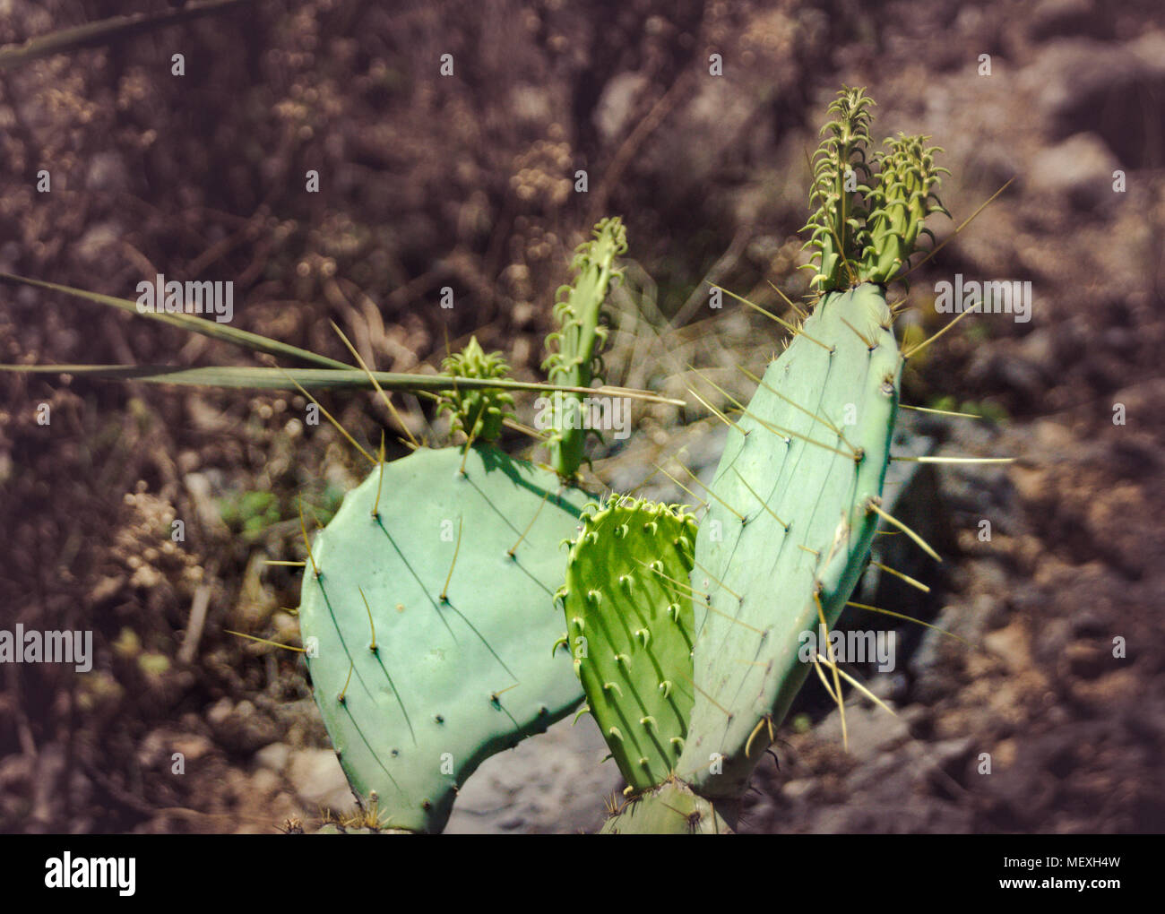 Photograph of some green nopal plants Stock Photo - Alamy