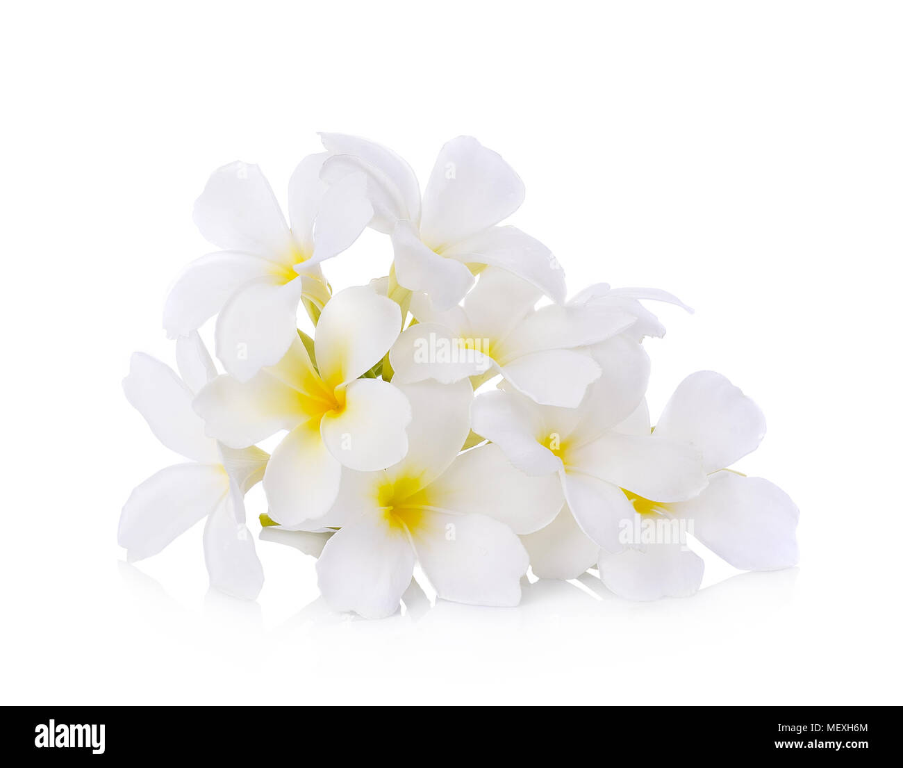 Tropical flowers frangipani (plumeria Stock Photo - Alamy