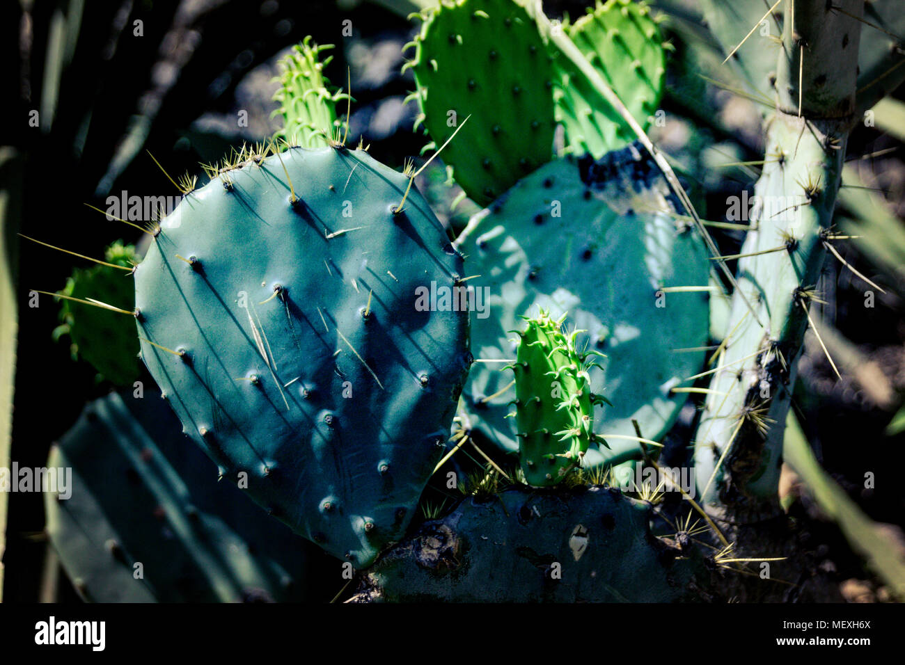 Photograph of some green nopal plants Stock Photo - Alamy