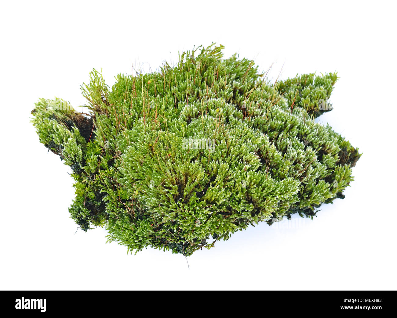 Moss detail Cut Out Stock Images & Pictures - Alamy