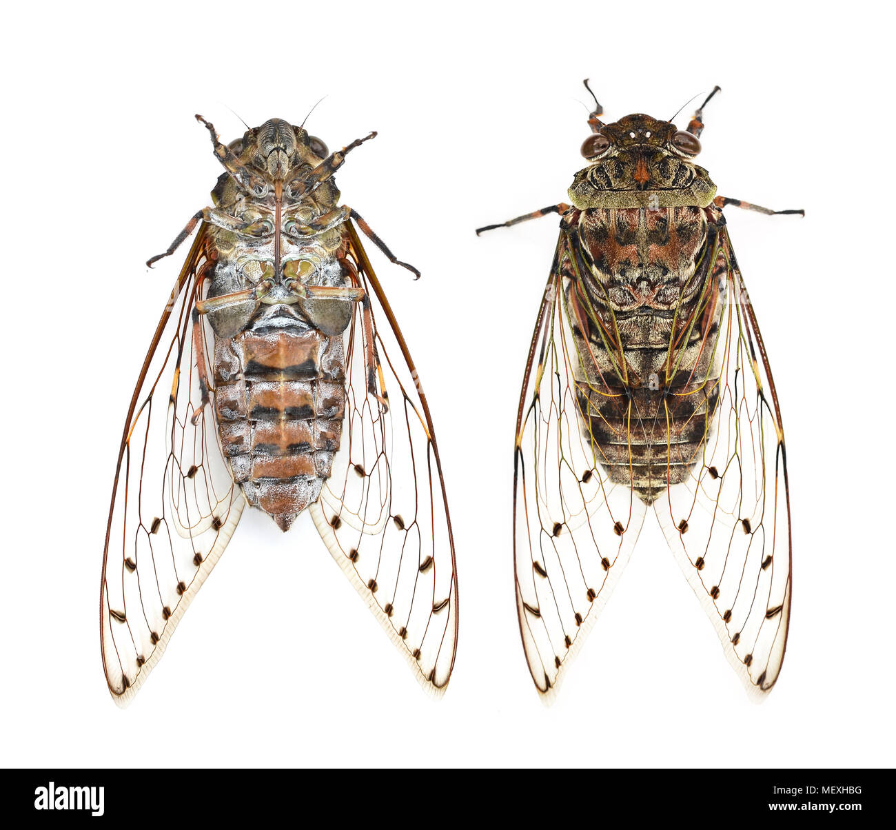 cicada isolated on white background Stock Photo - Alamy