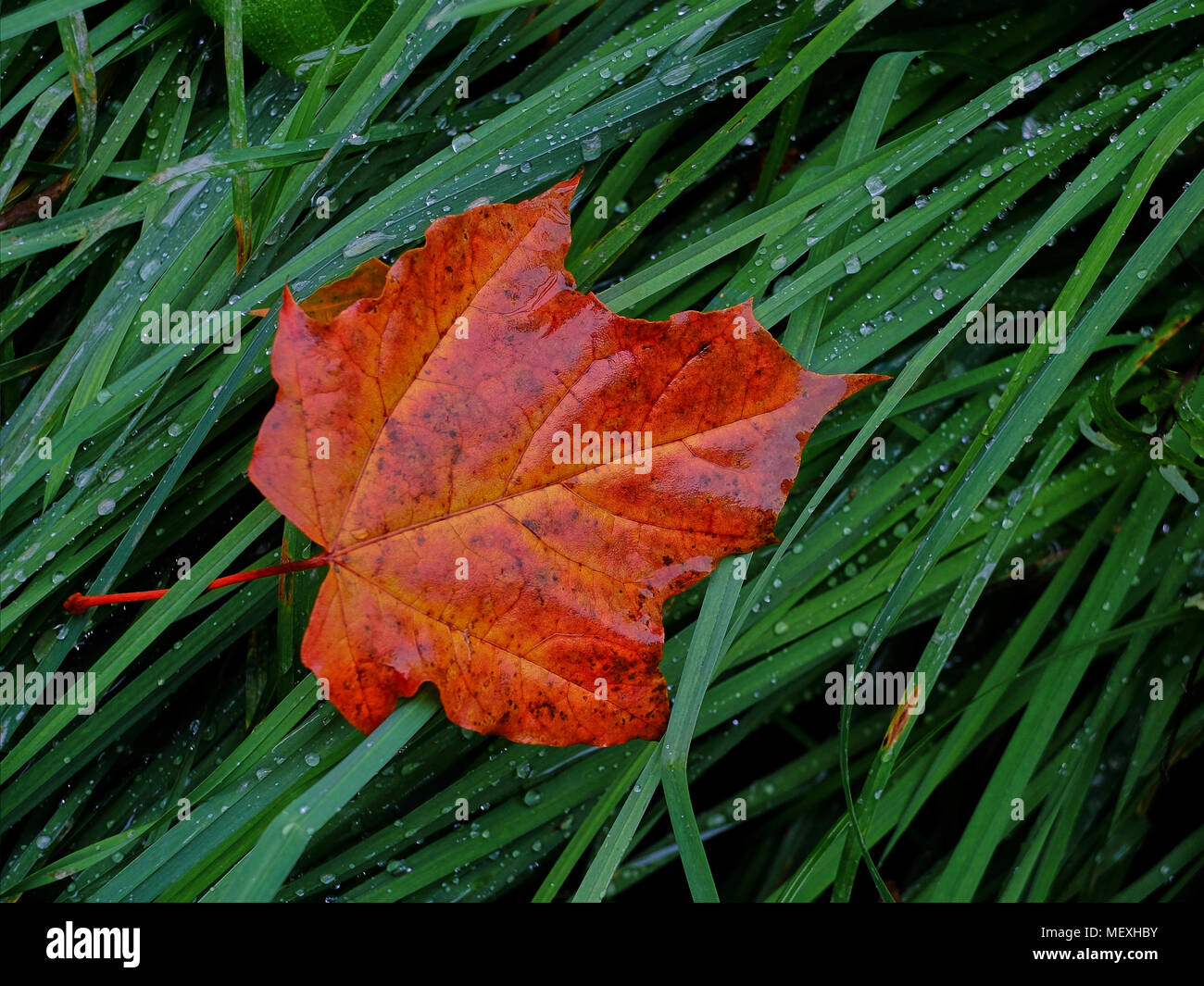 Wet maple leaf hi-res stock photography and images - Alamy