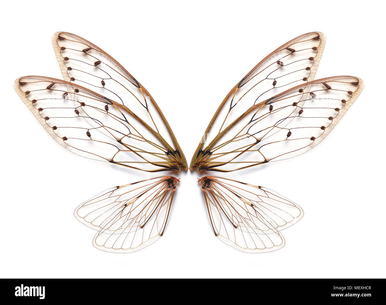 Insect cicada wing isolated on white background Stock Photo - Alamy