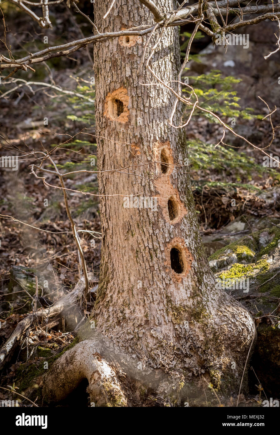 Woodpecker Tree Holes Stock Photos & Woodpecker Tree Holes Stock Images ...