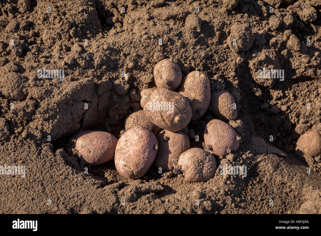 Potatoes in soil hi-res stock photography and images - Alamy