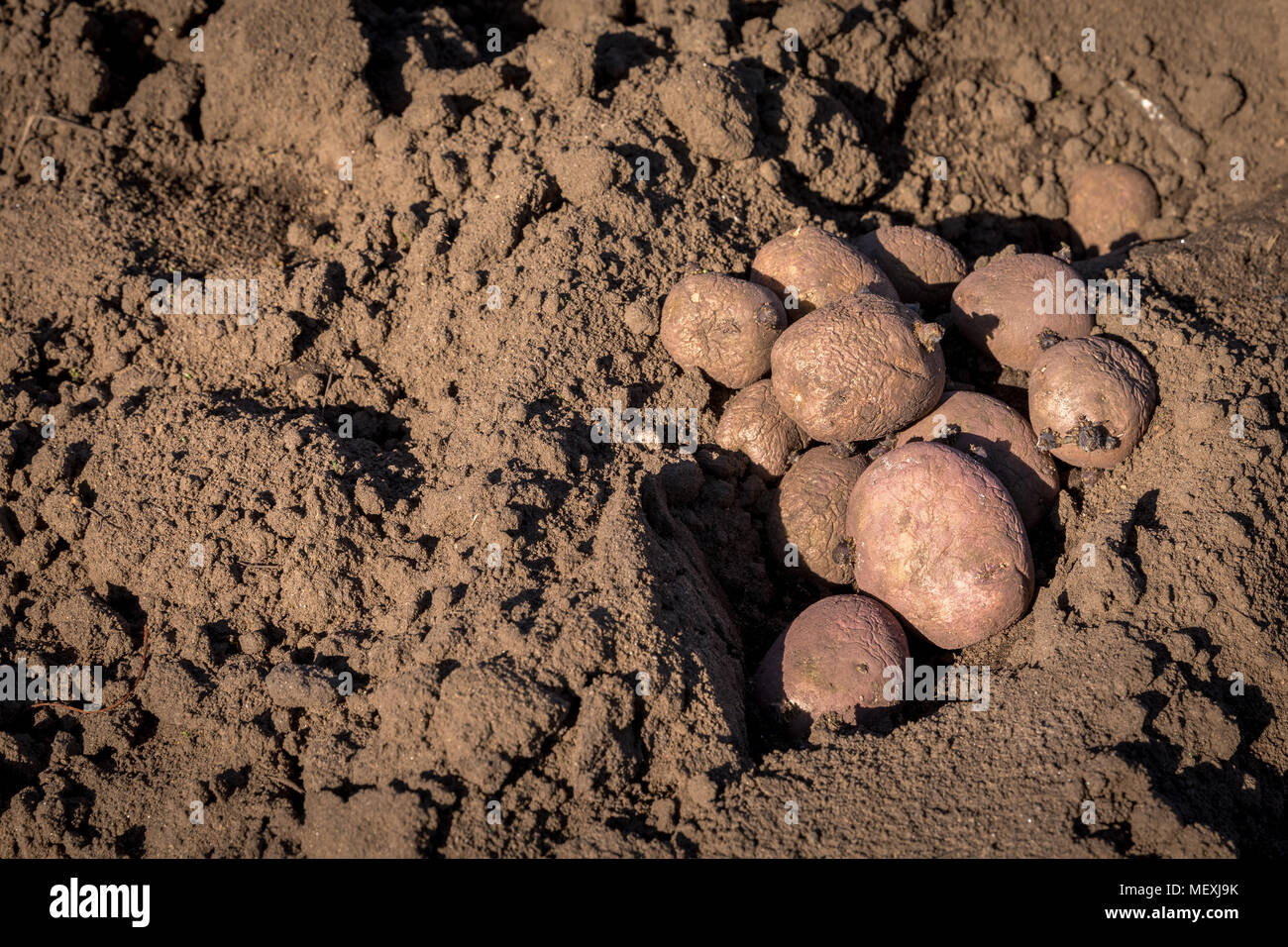 Potatoes in soil hi-res stock photography and images - Alamy