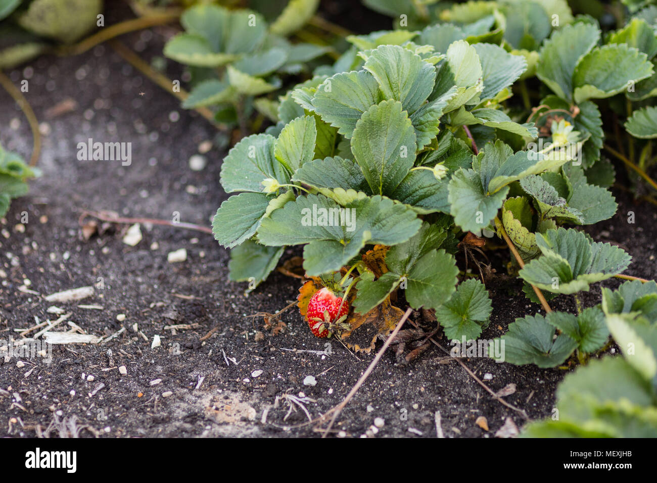 Strawberry patch hi-res stock photography and images - Alamy