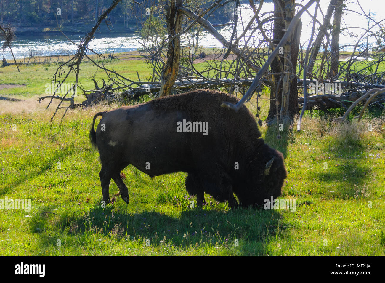 American bison bison bison mud hi-res stock photography and images - Alamy