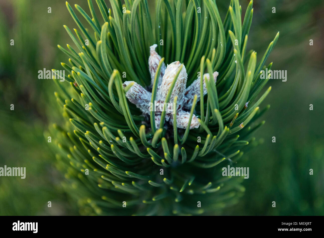 the tip of a branch of a young pine tree Stock Photo - Alamy
