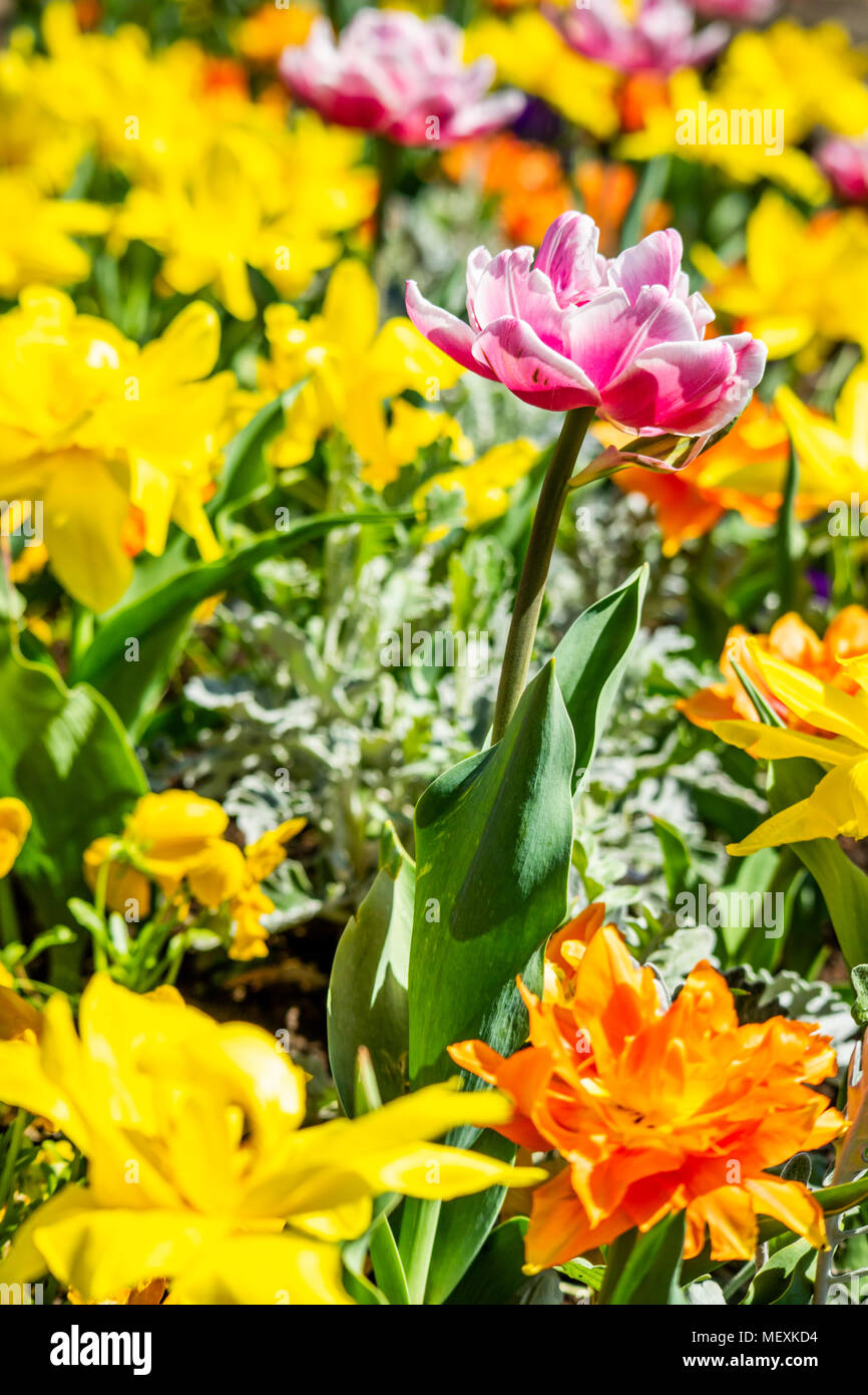 Double bloom tulips hi-res stock photography and images - Alamy