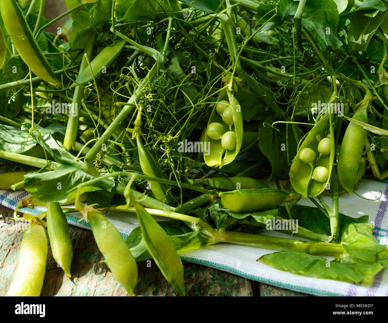 How to pick field peas hi-res stock photography and images - Alamy