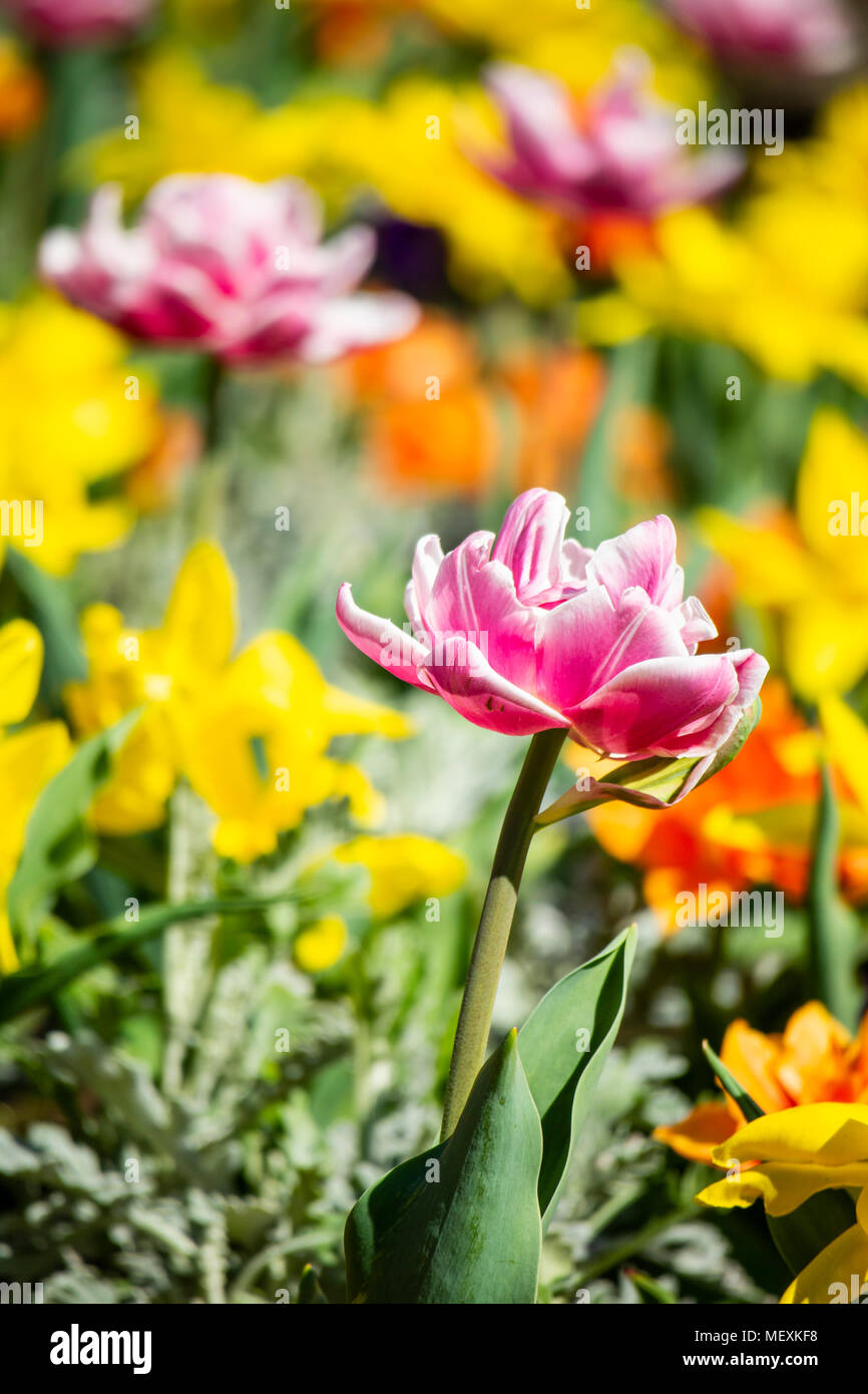 Double bloom tulips hi-res stock photography and images - Alamy