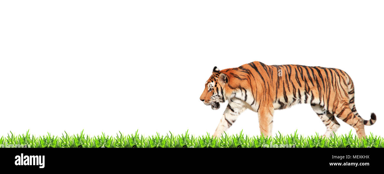 Horizontal banner with walking tiger and green grass. Isolated on white ...