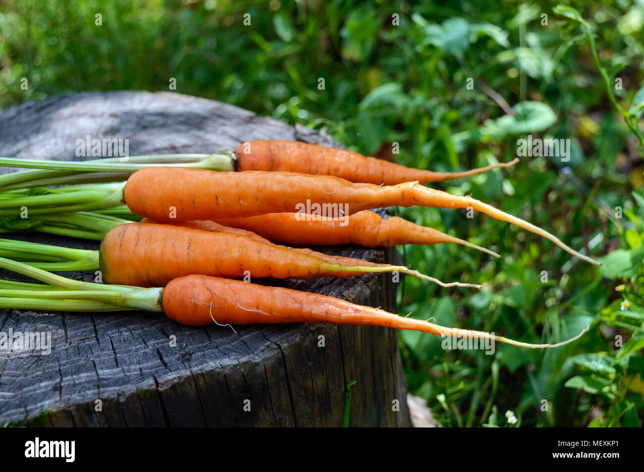 Freshly picked carrots close up on an old tree stump Stock Photo - Alamy