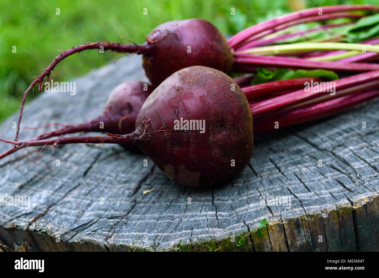Root vegetables soil hi-res stock photography and images - Alamy