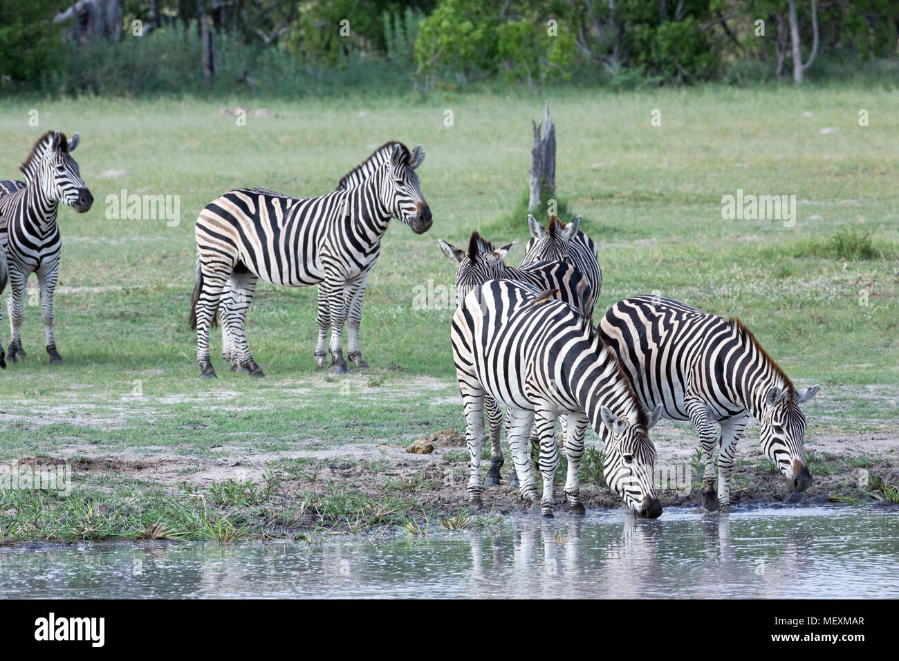 African grazers hi-res stock photography and images - Alamy
