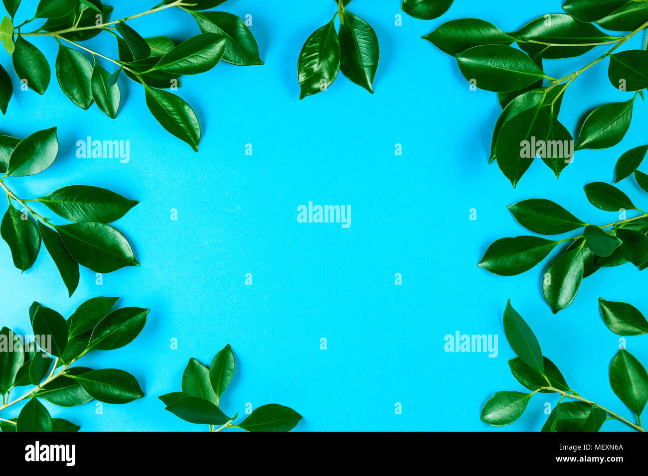 Green tree leaves frame with blue background Stock Photo - Alamy