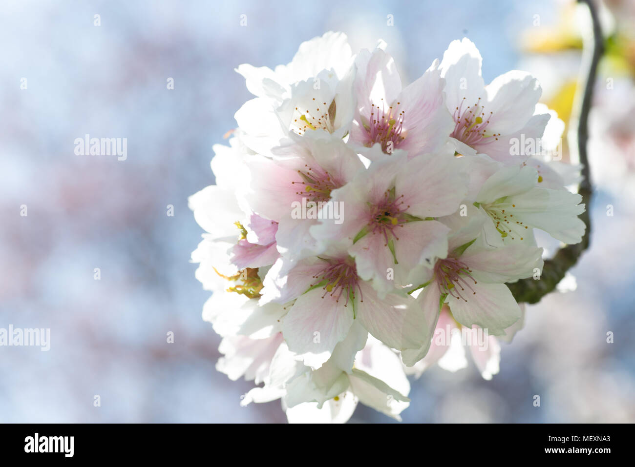 spring has sprung Stock Photo - Alamy