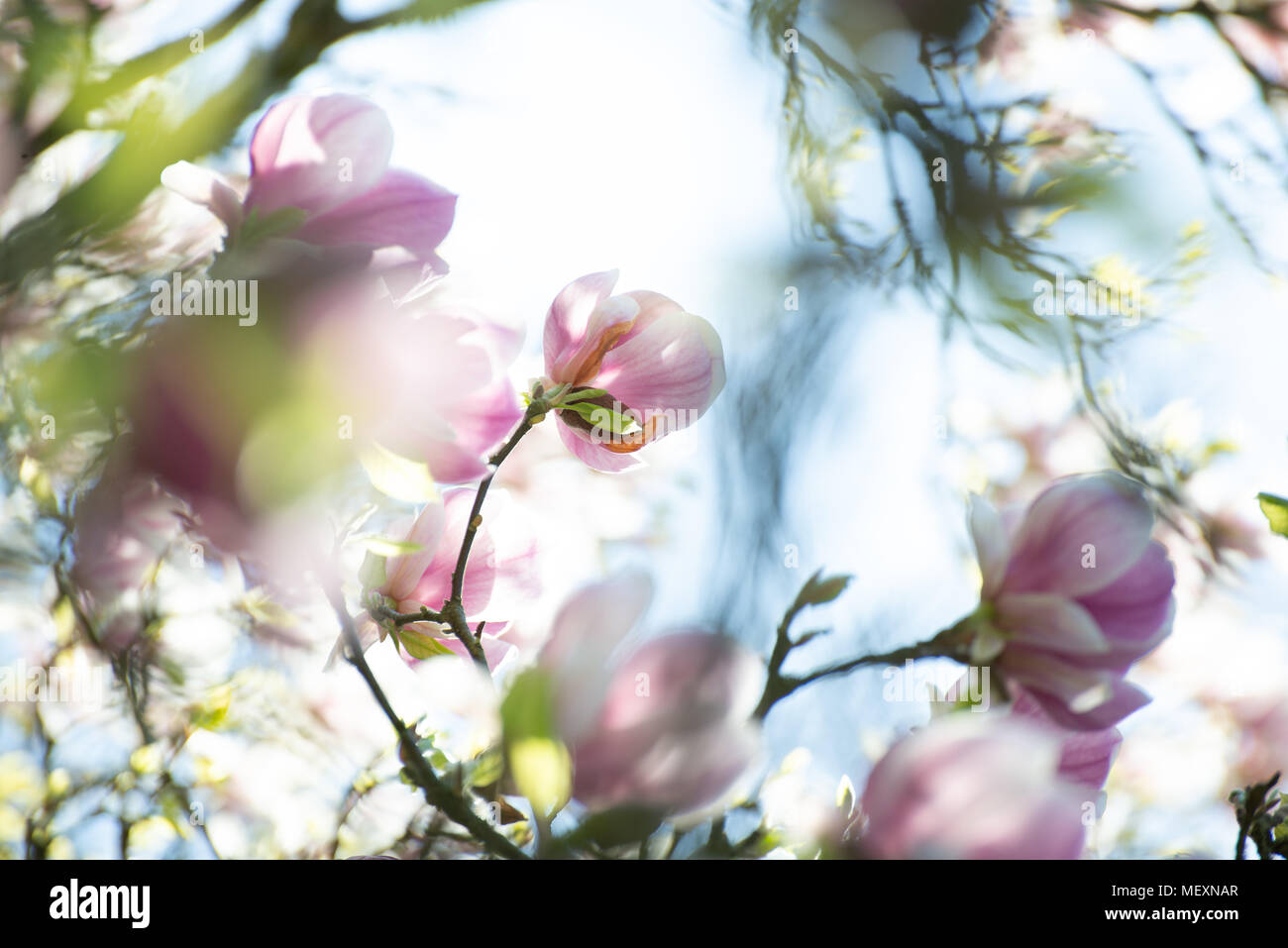 spring has sprung Stock Photo - Alamy