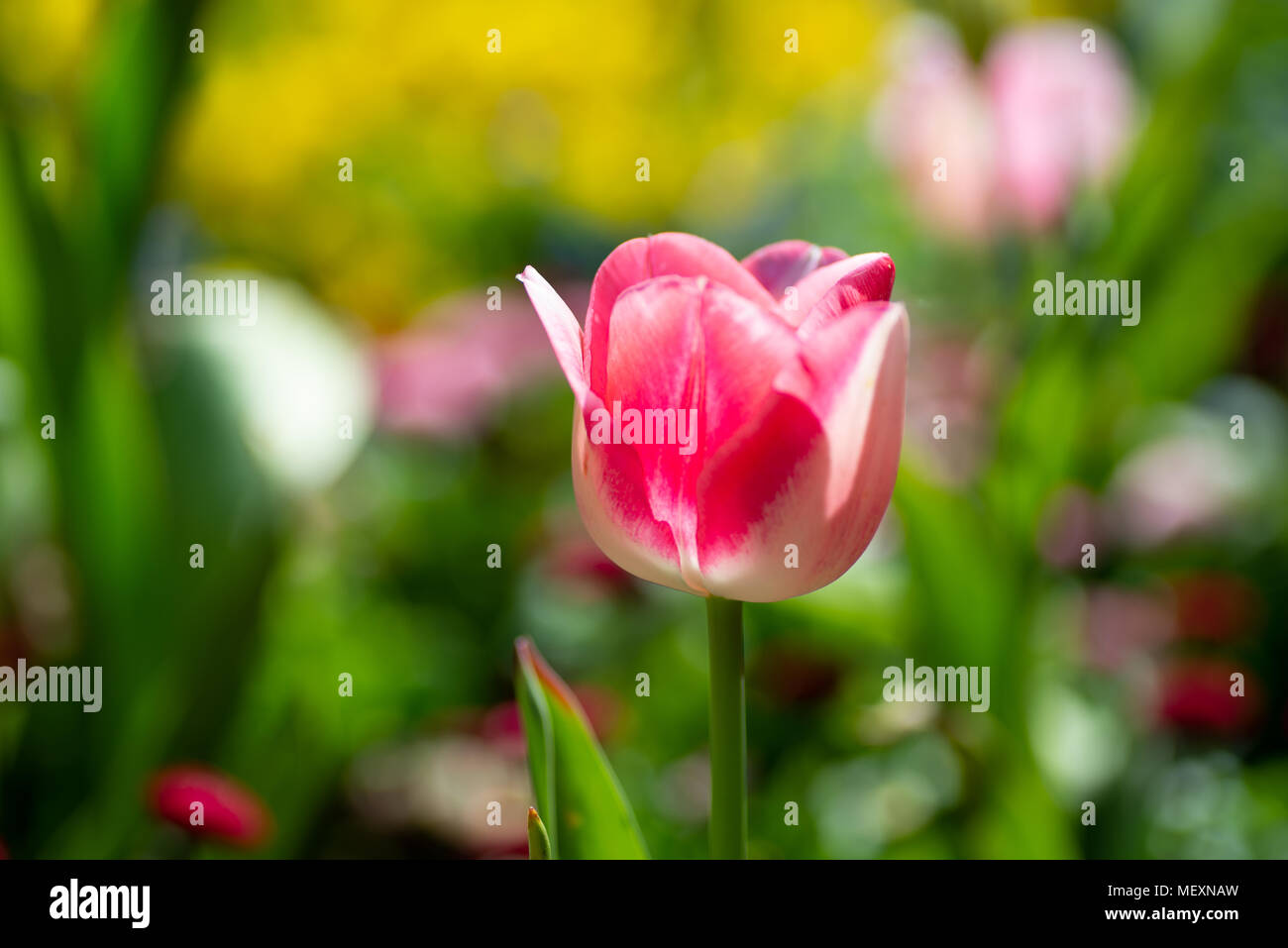 Sprung frame hi-res stock photography and images - Alamy
