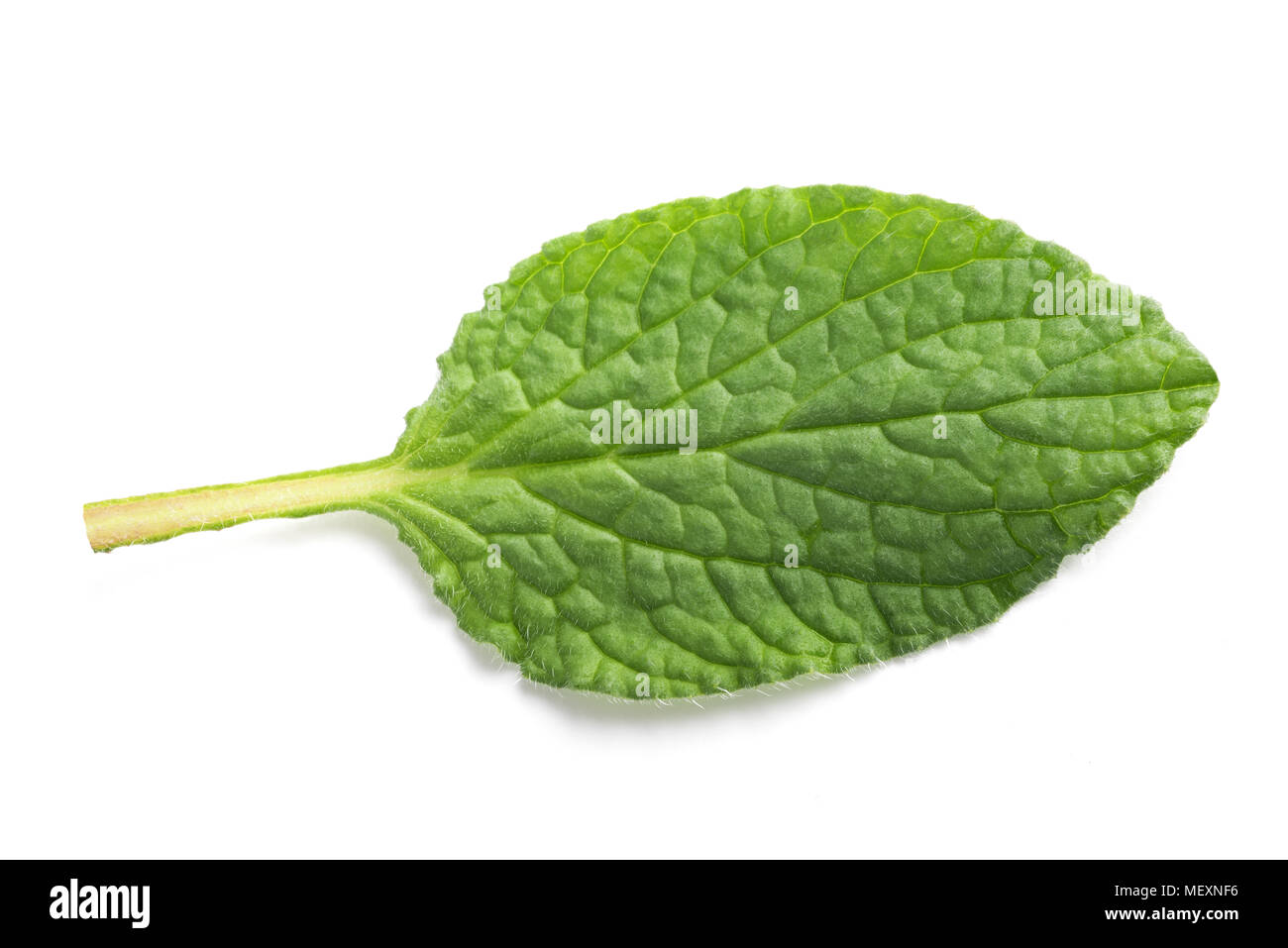 Borage leaf (Borago officinalis) isolated on white background Stock ...