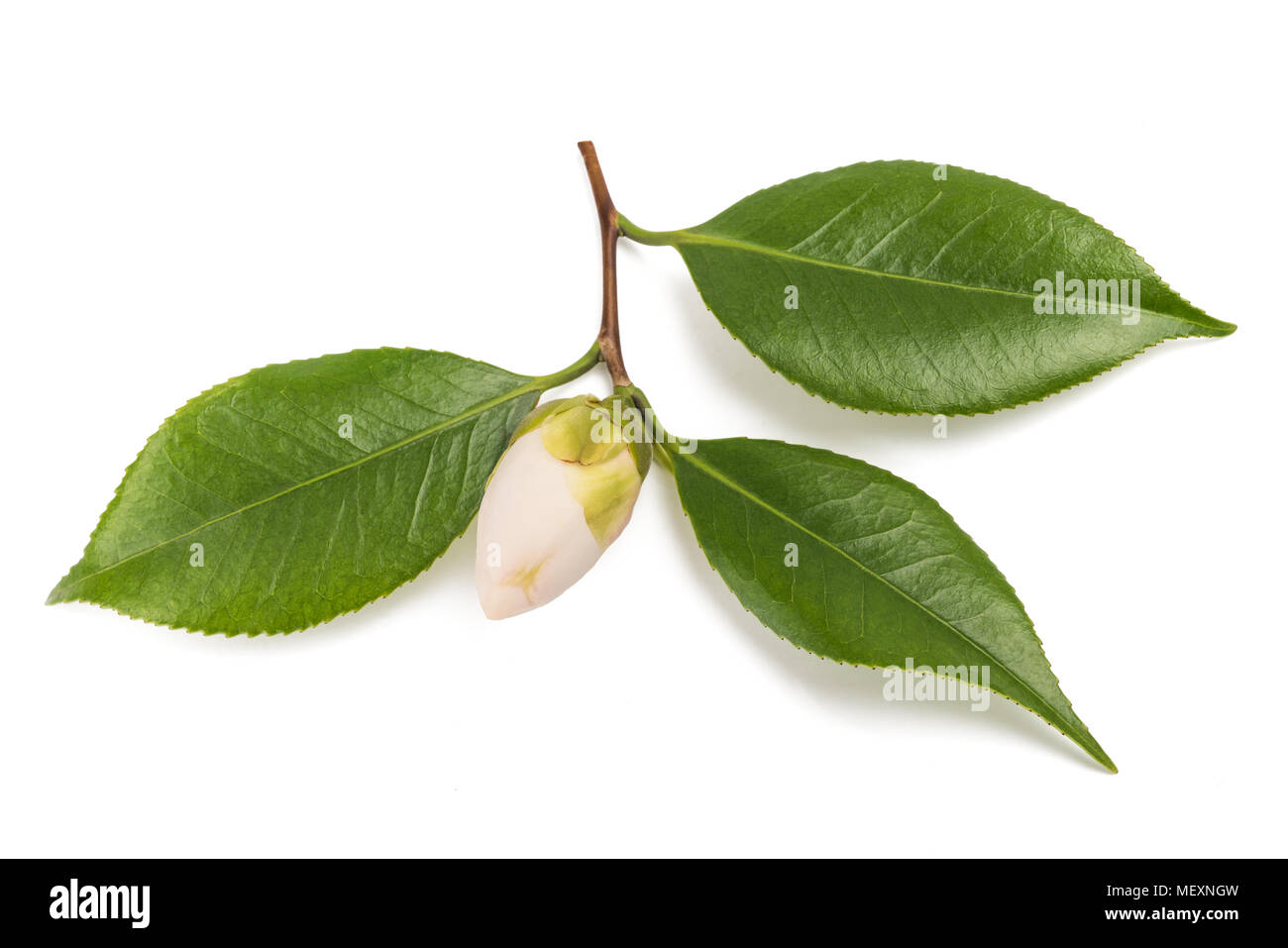 camellia branch with leaves and bud isolated on white Stock Photo - Alamy