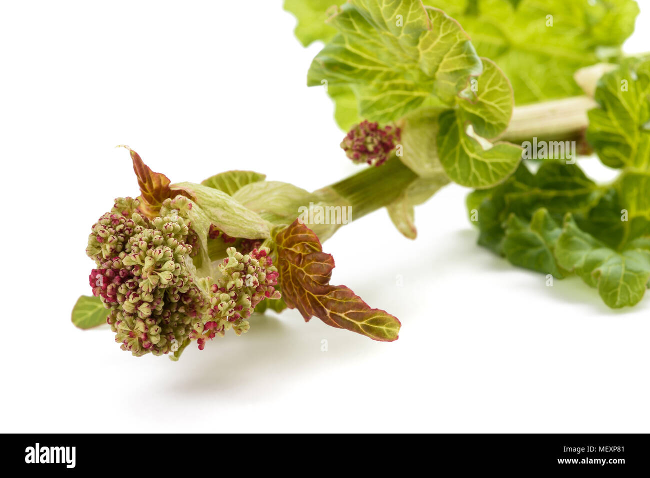 Rhubarb Flowering High Resolution Stock Photography and Images - Alamy