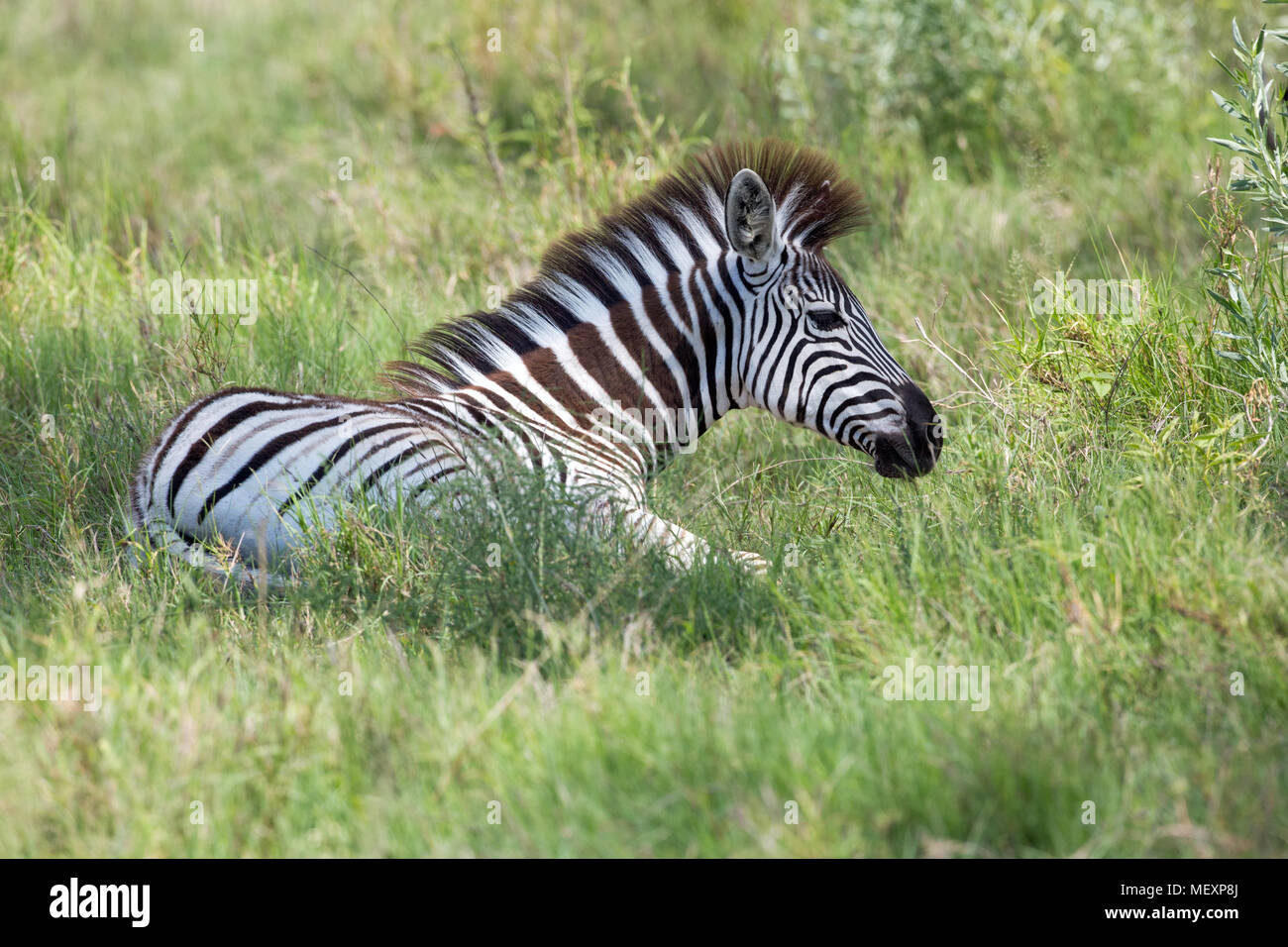 Laying down zebra hi-res stock photography and images - Alamy