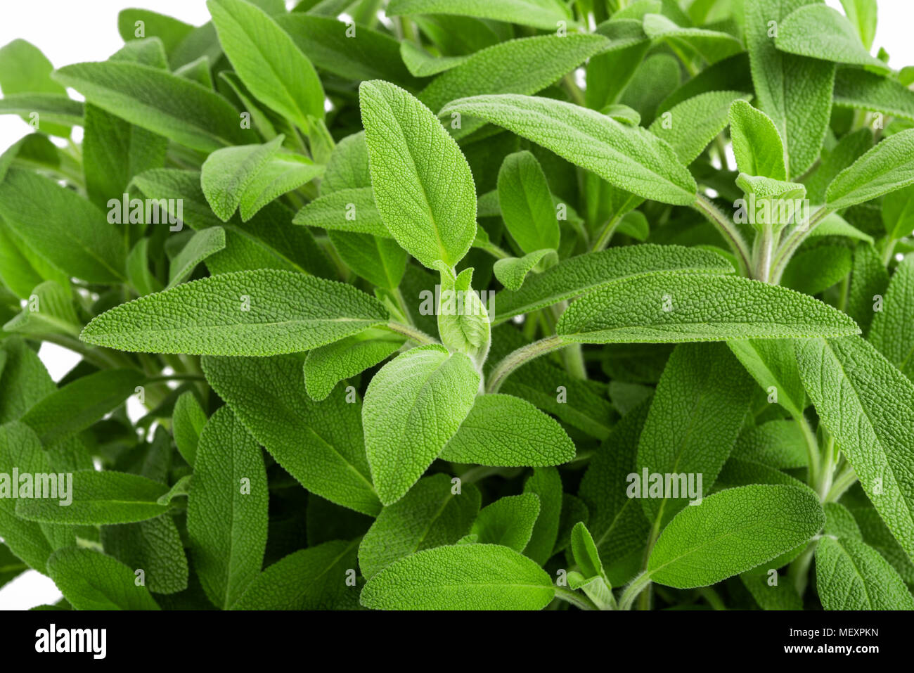 Sage plants (salvia officinalis) background Stock Photo - Alamy