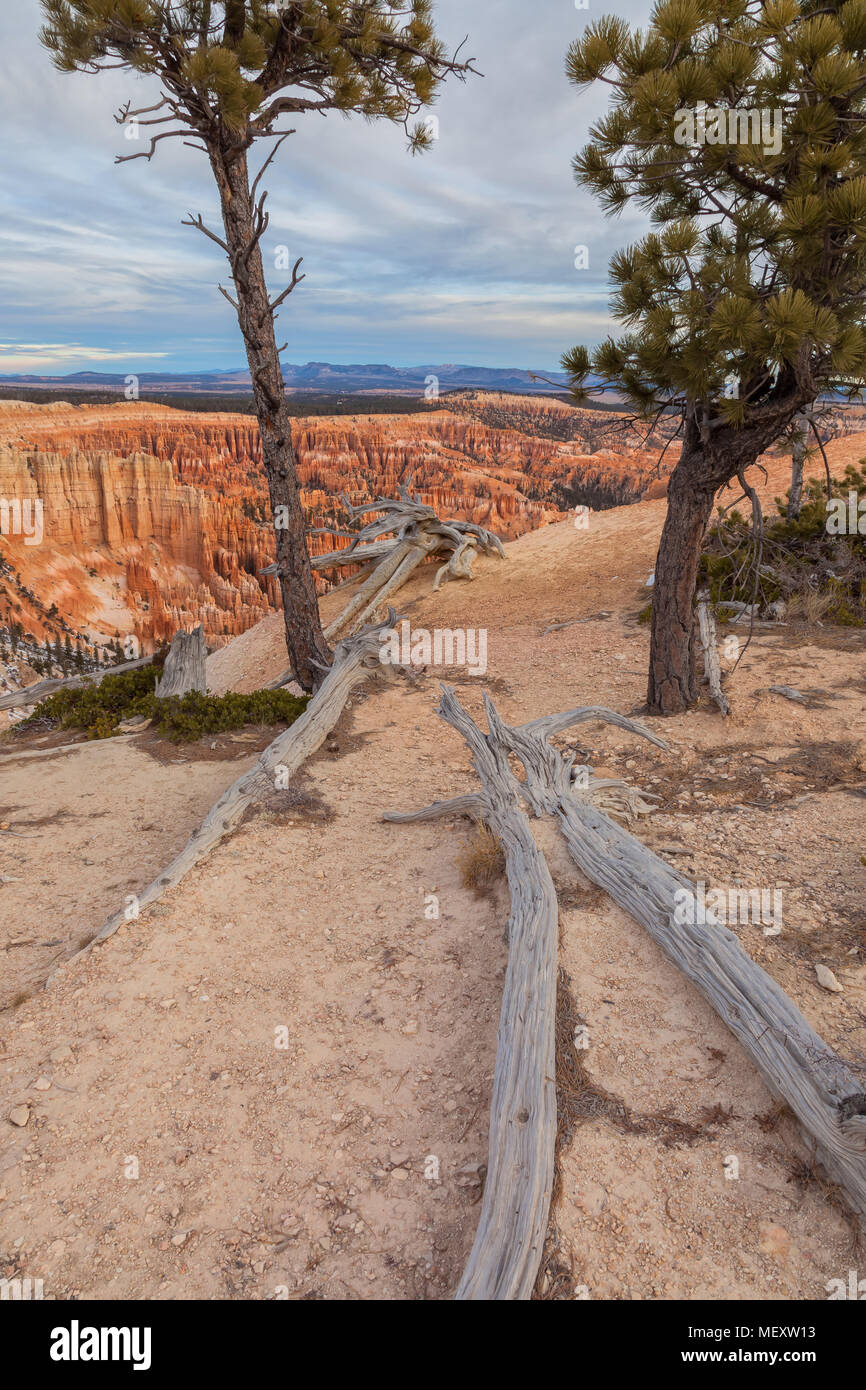 Pinus edulis hi-res stock photography and images - Alamy