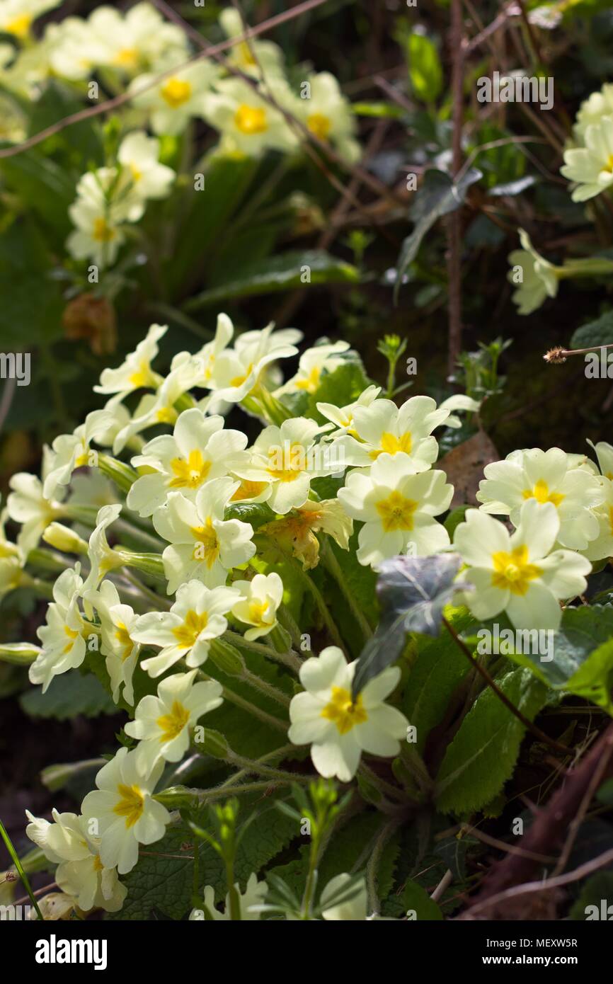 Wild primroses on a sunny bank side Stock Photo - Alamy