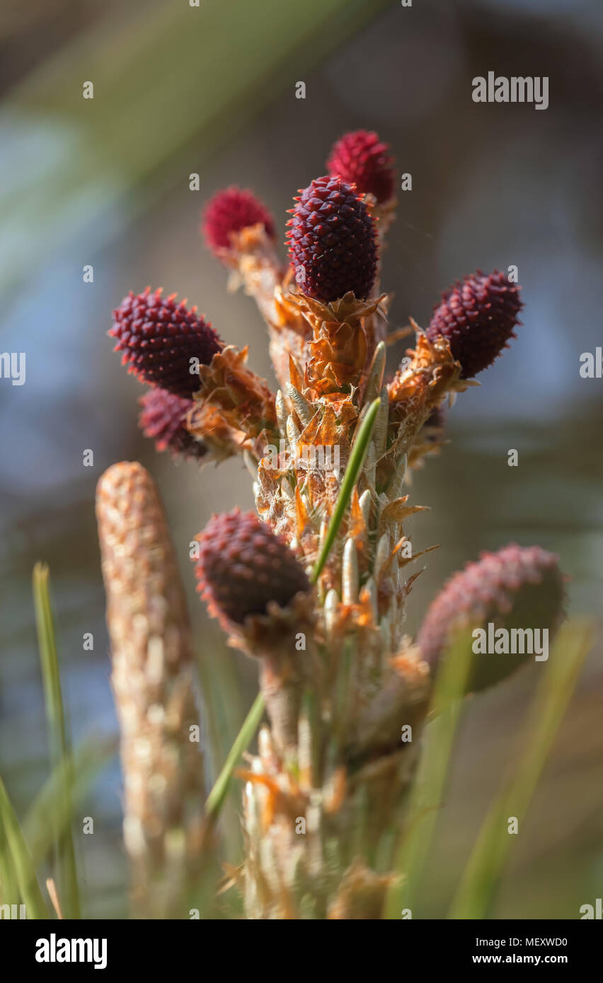 Close up at the Monterey pine (Pinus radiata) and its female pine cones ...