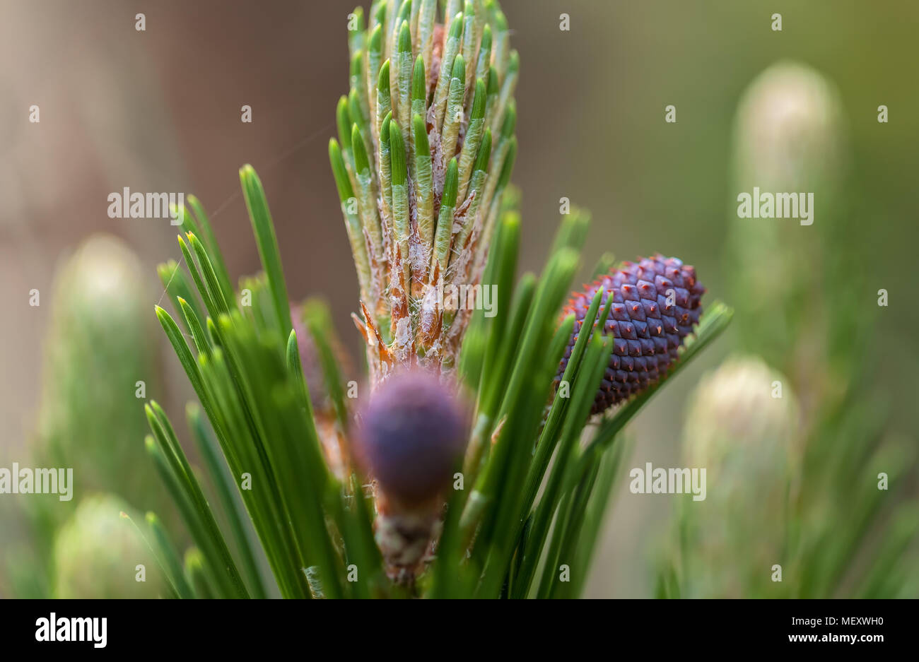 Close up at the Monterey pine (Pinus radiata) and its female pine cones ...