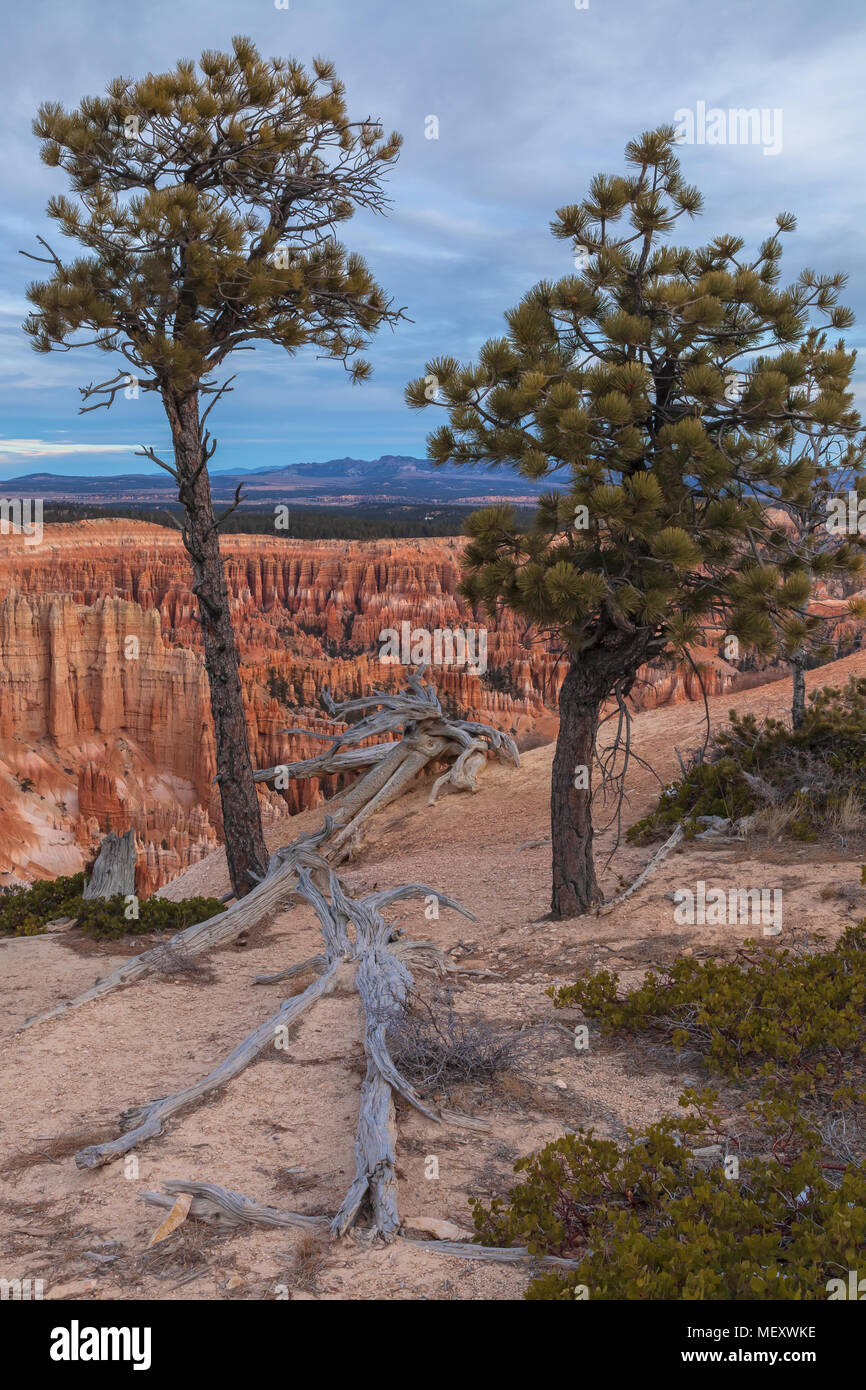 Pinyon pines hi-res stock photography and images - Alamy