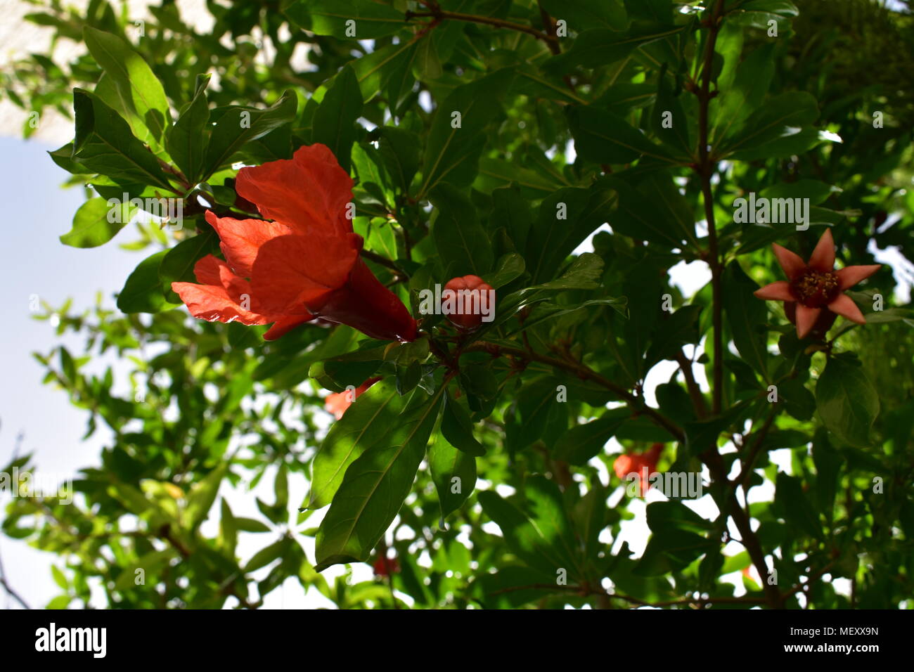 Pomegranate Blossoms at Various Stages Stock Photo - Alamy