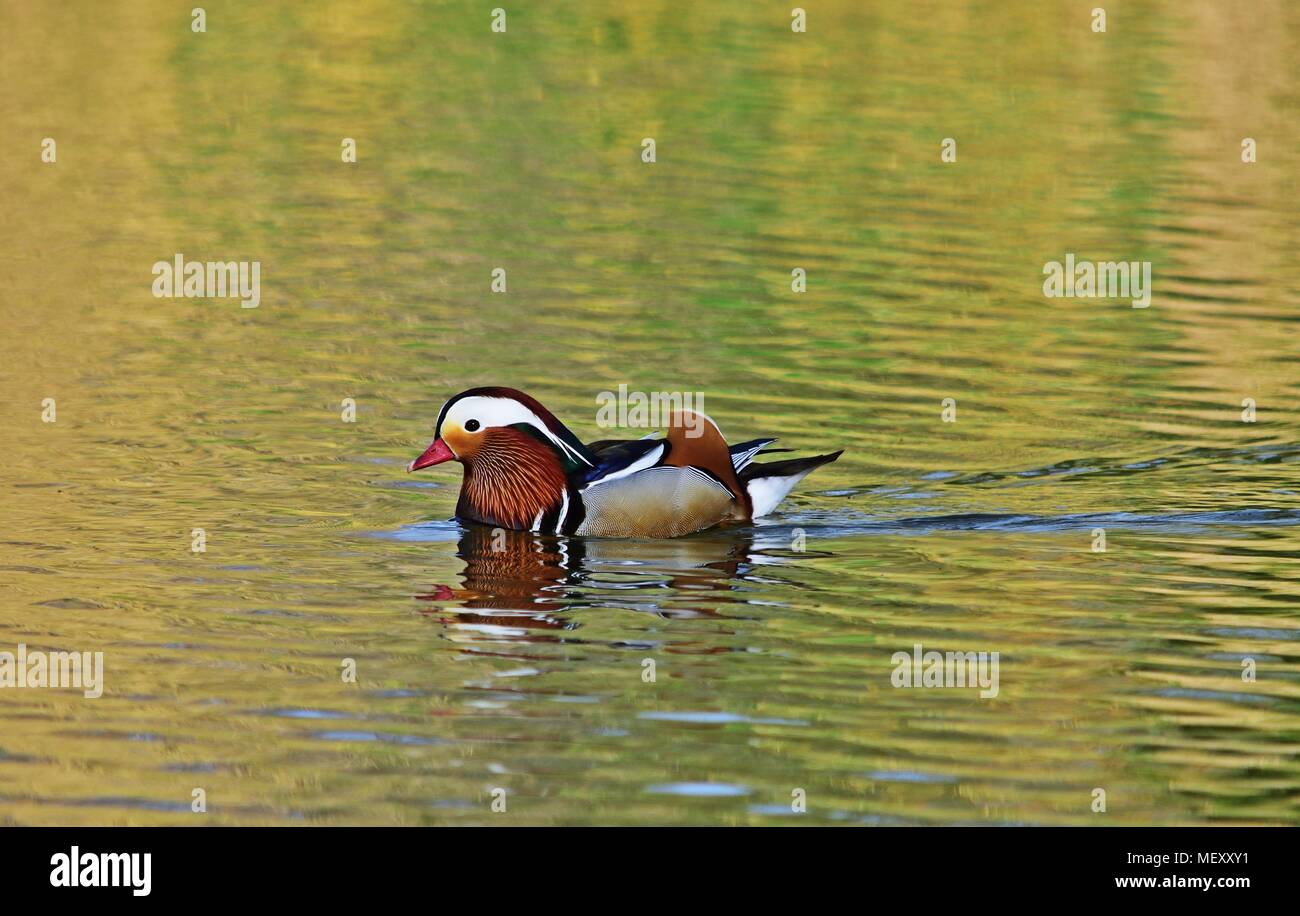 Mandarin duck - Aix galericulata Stock Photo - Alamy