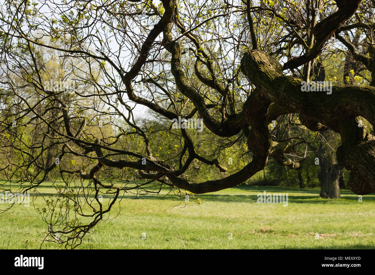 Bendy Trees High Resolution Stock Photography and Images - Alamy