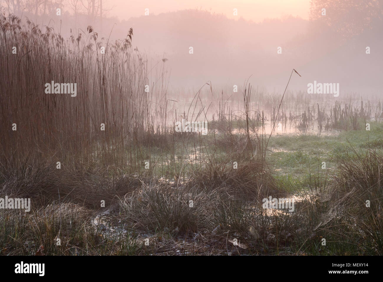Misty marsh hi-res stock photography and images - Alamy