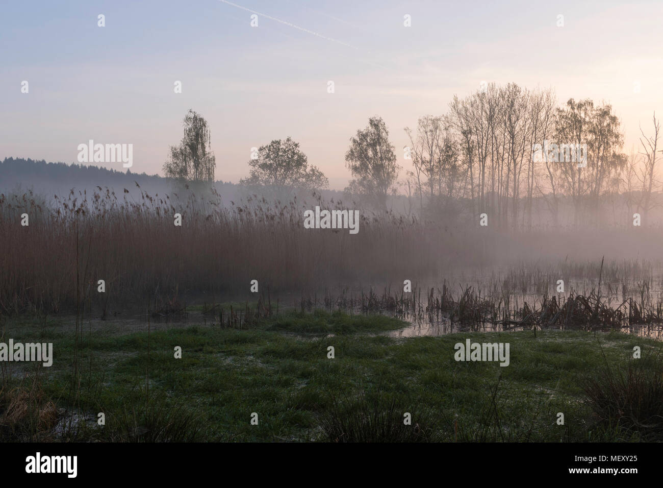 Bog with Frogs, Early Sunrise, Beautiful Red Orange Colors, Thick Fog ...