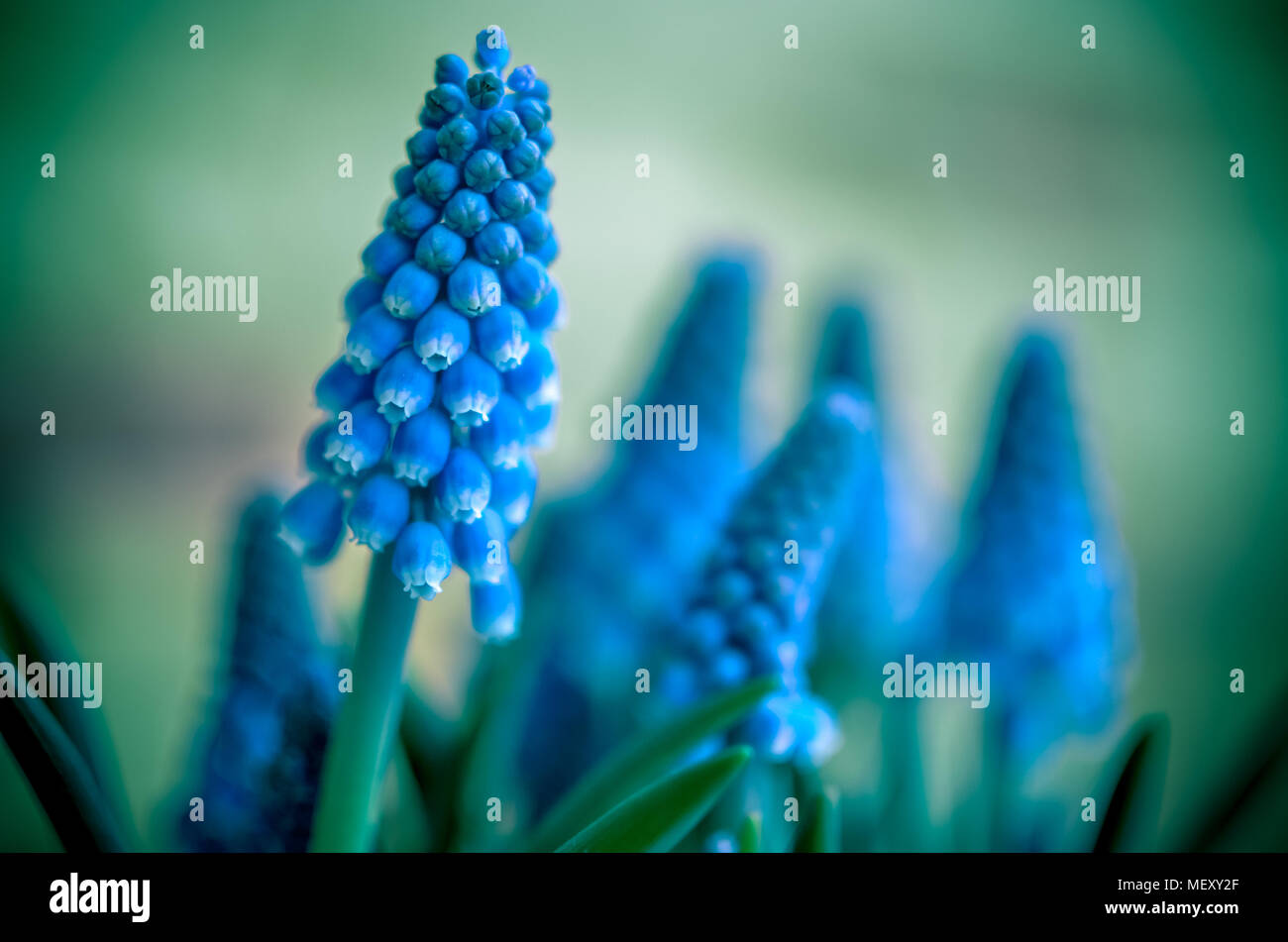 Blue Muscari closeup on blured background Stock Photo - Alamy