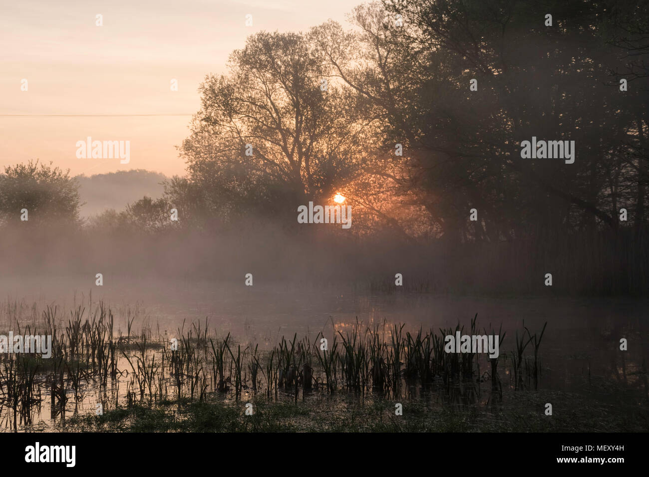 Thick Fog At Sunrise High Resolution Stock Photography and Images - Alamy