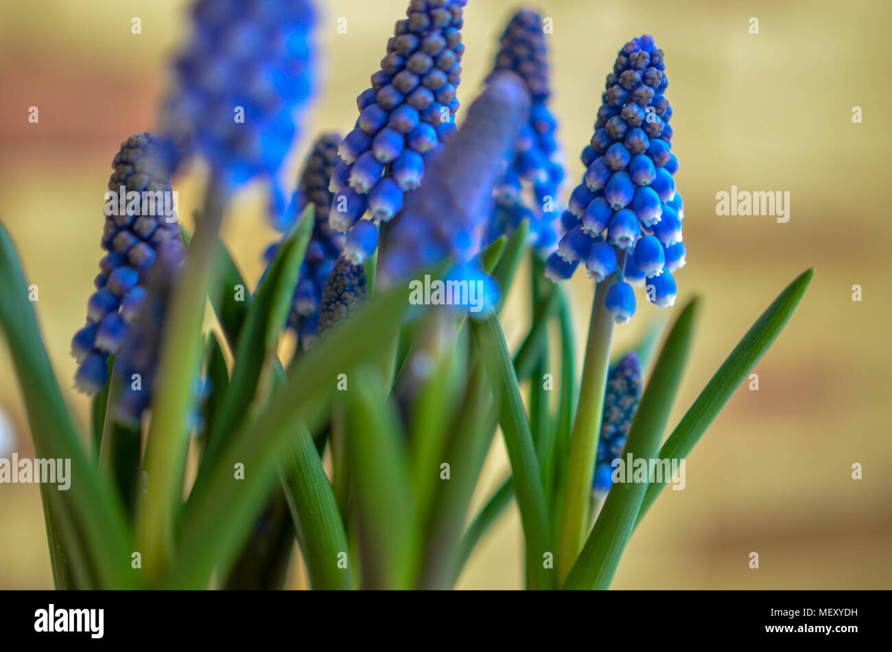 Blue Muscari closeup on blured background Stock Photo - Alamy