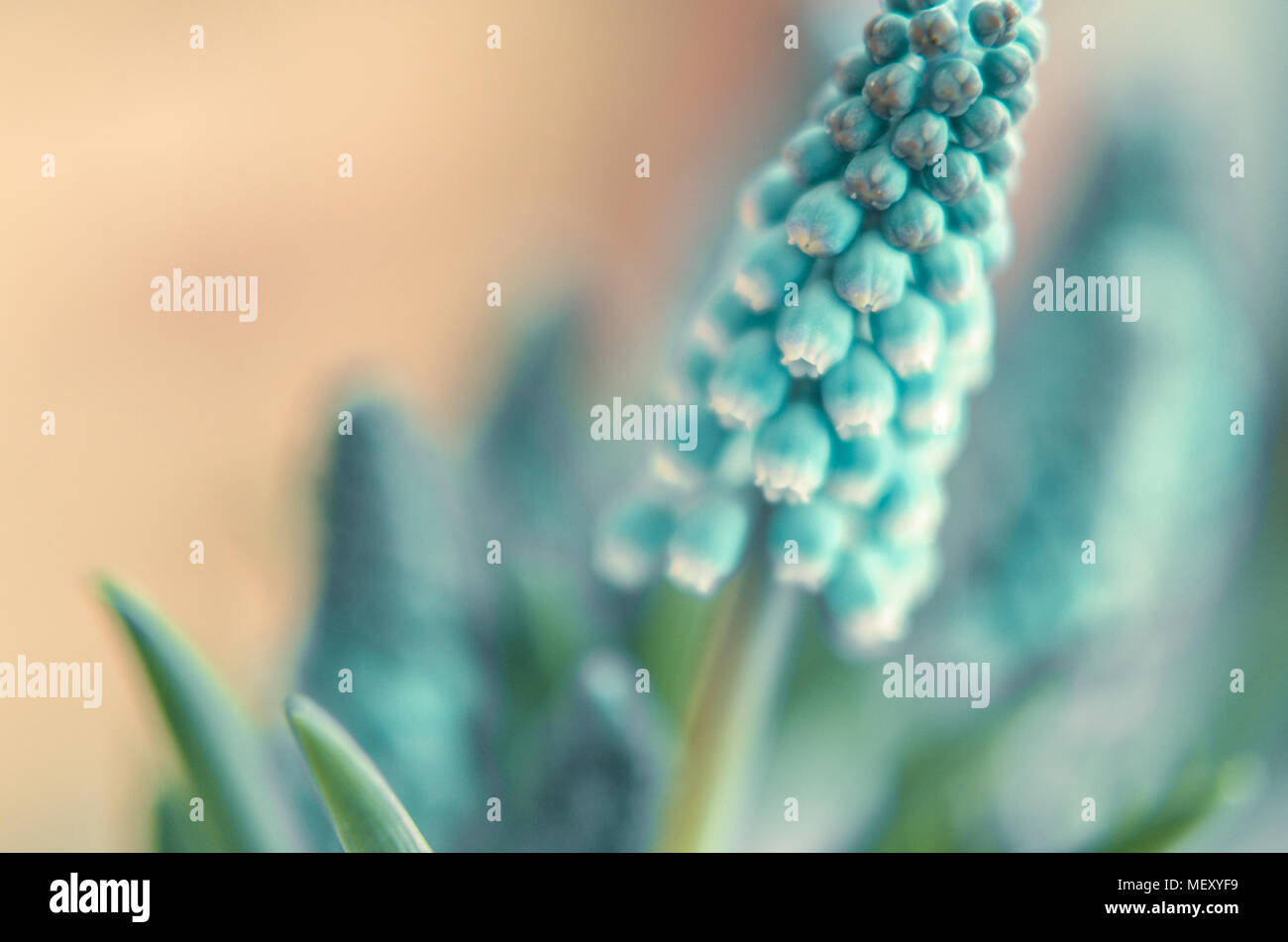 Blue Muscari closeup on blured background Stock Photo - Alamy