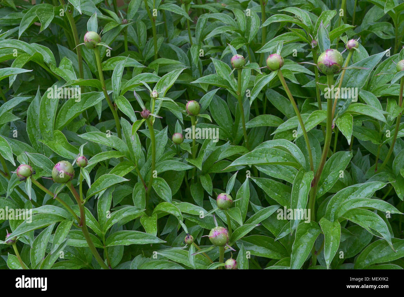 Roses waiting to hatch Stock Photo - Alamy