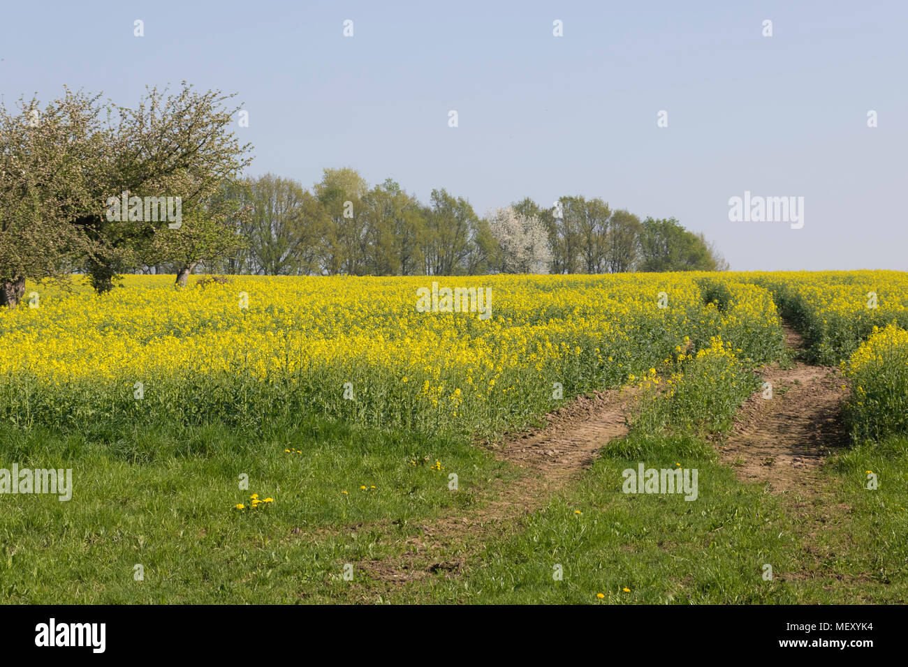 Raps field hi-res stock photography and images - Alamy