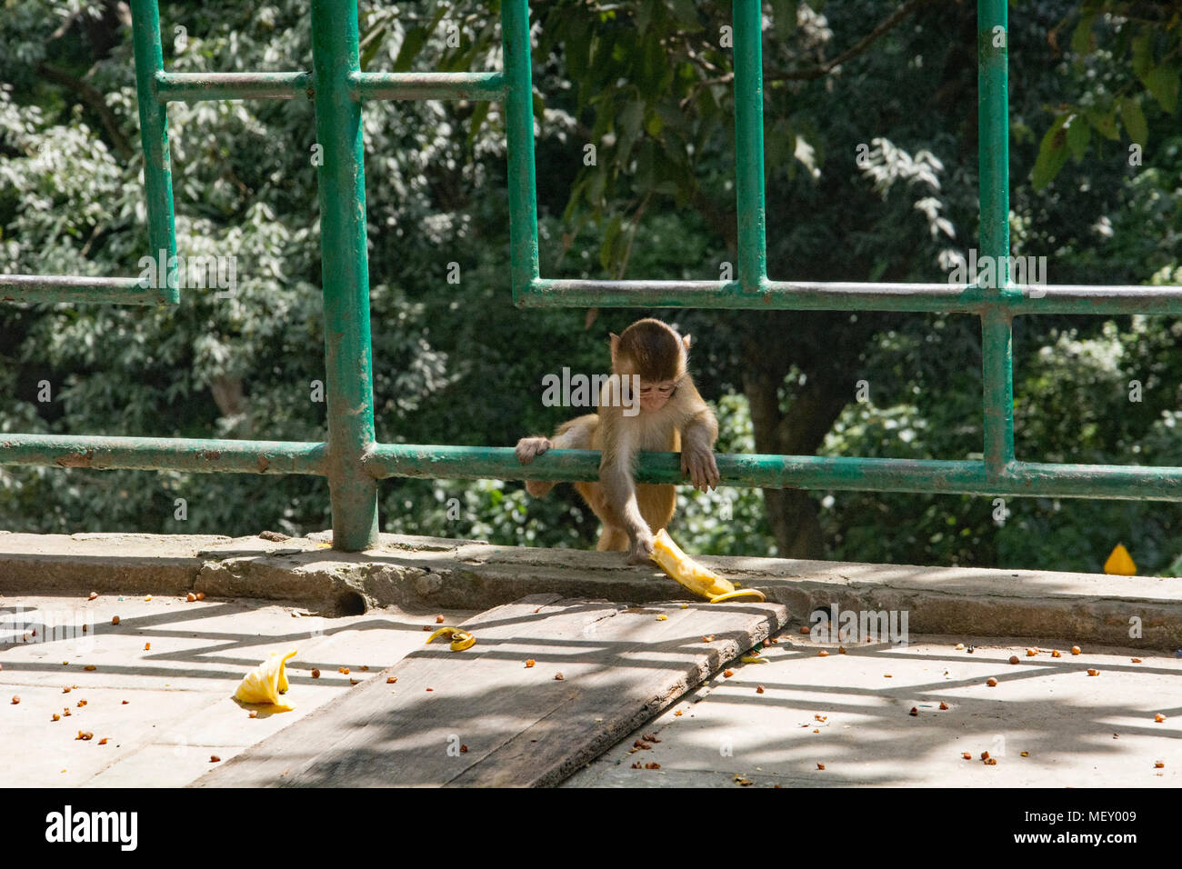 Playful baby monkey reaching for his banana, Kathmandu, Nepal Stock ...